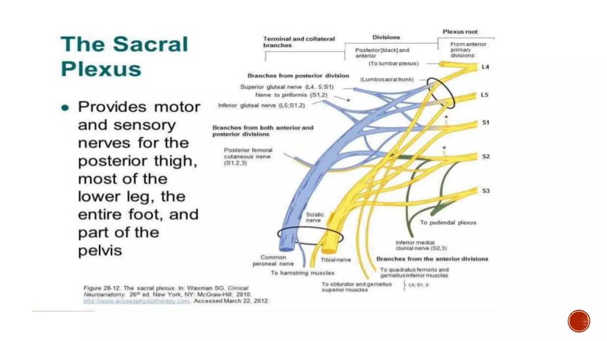Lumbar plexus plexopathy.pptx