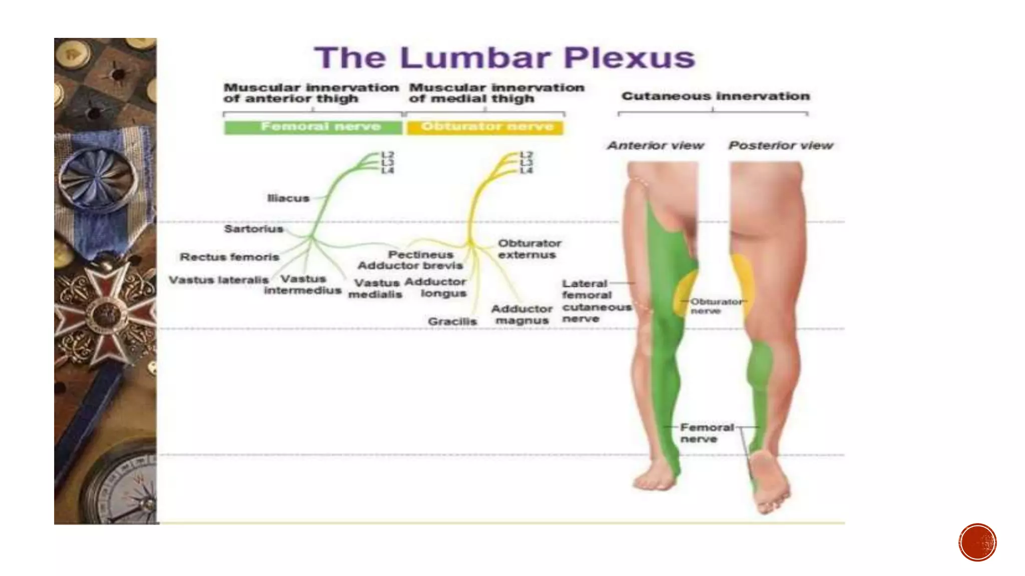 Lumbar plexus plexopathy.pptx
