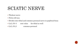 Lumbar plexus plexopathy.pptx