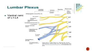Lumbar plexus plexopathy.pptx