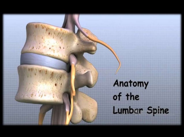 Lumbar spine anatomy | PPTX