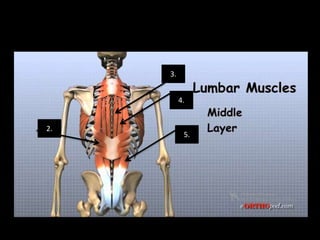 Lumbar spine anatomy | PPTX