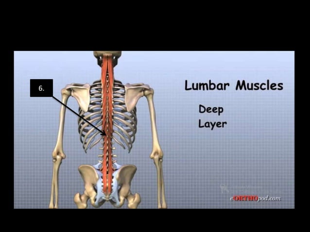 Lumbar spine anatomy | PPTX