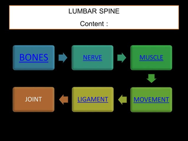 Lumbar spine anatomy | PPTX