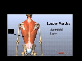 Lumbar Spine Anatomy Muscles