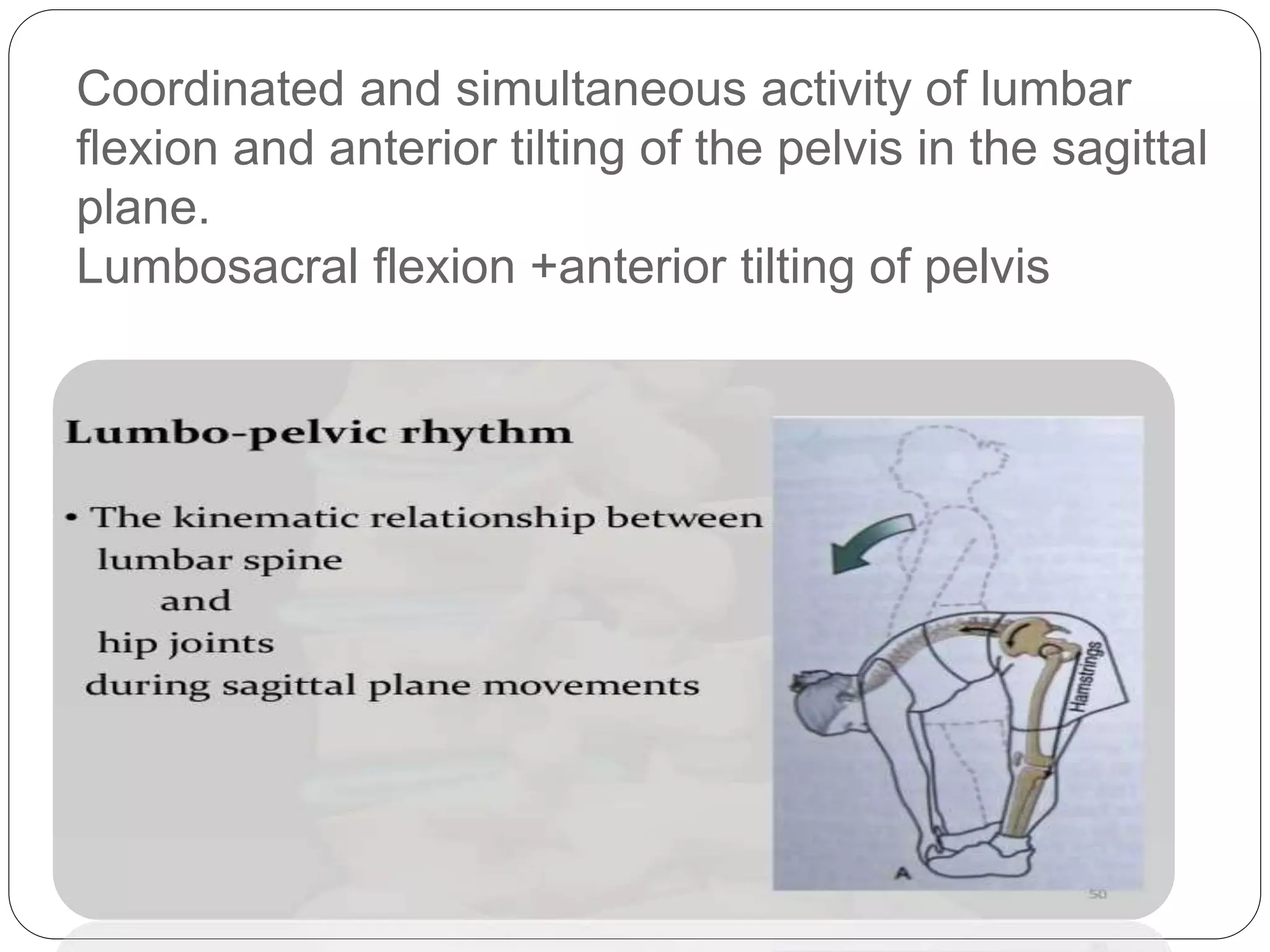 Anatomy and biomechanics of lumbar spine | PPTX