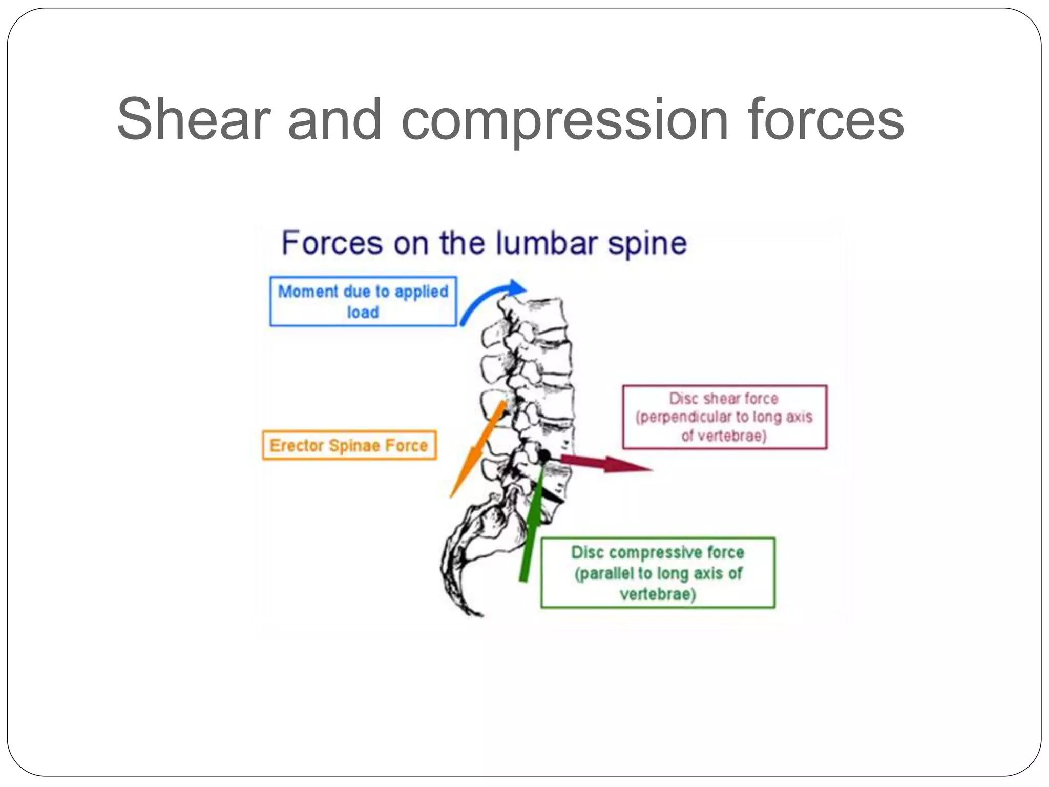 Anatomy and biomechanics of lumbar spine | PPTX