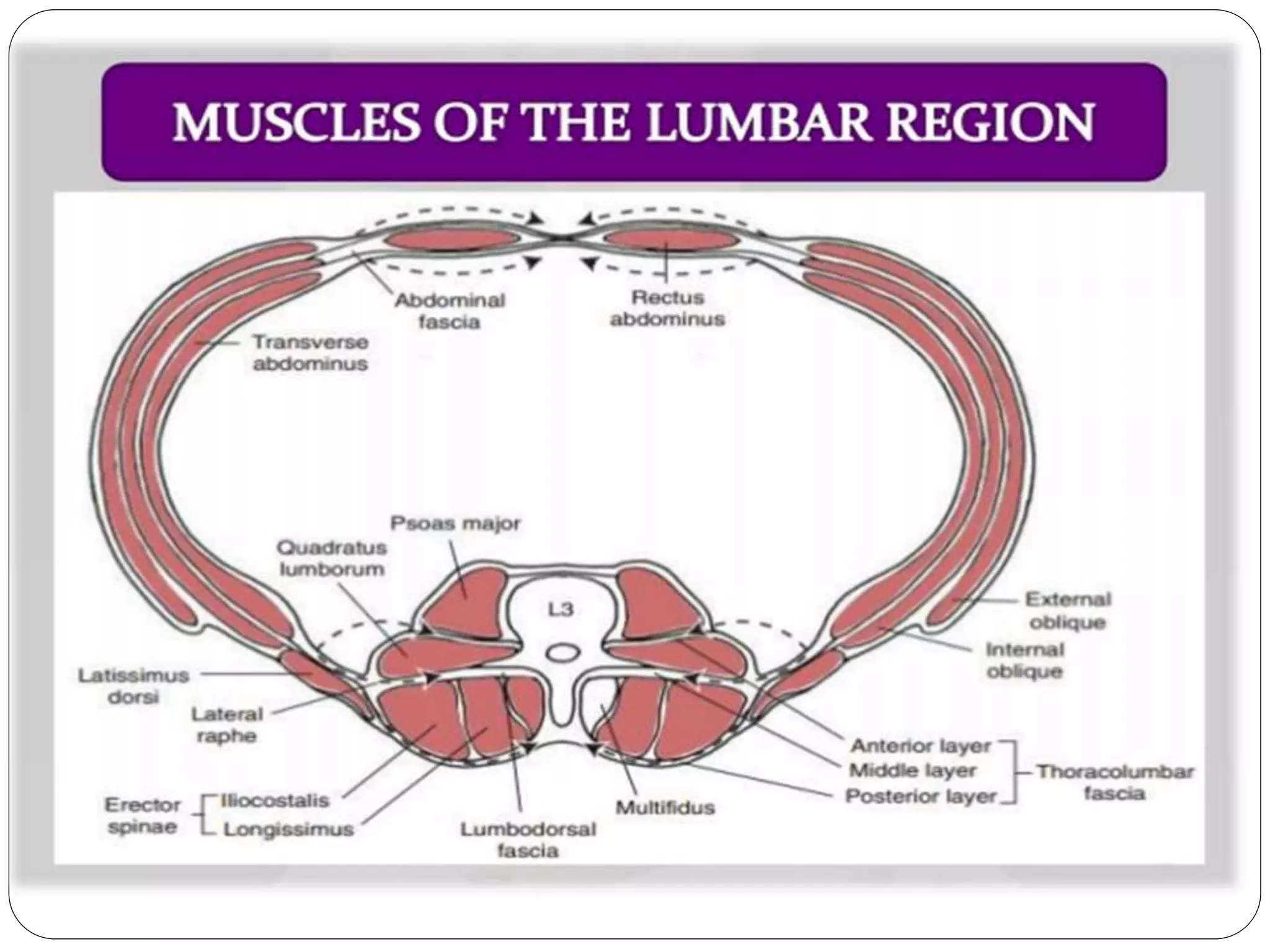 Anatomy and biomechanics of lumbar spine | PPTX
