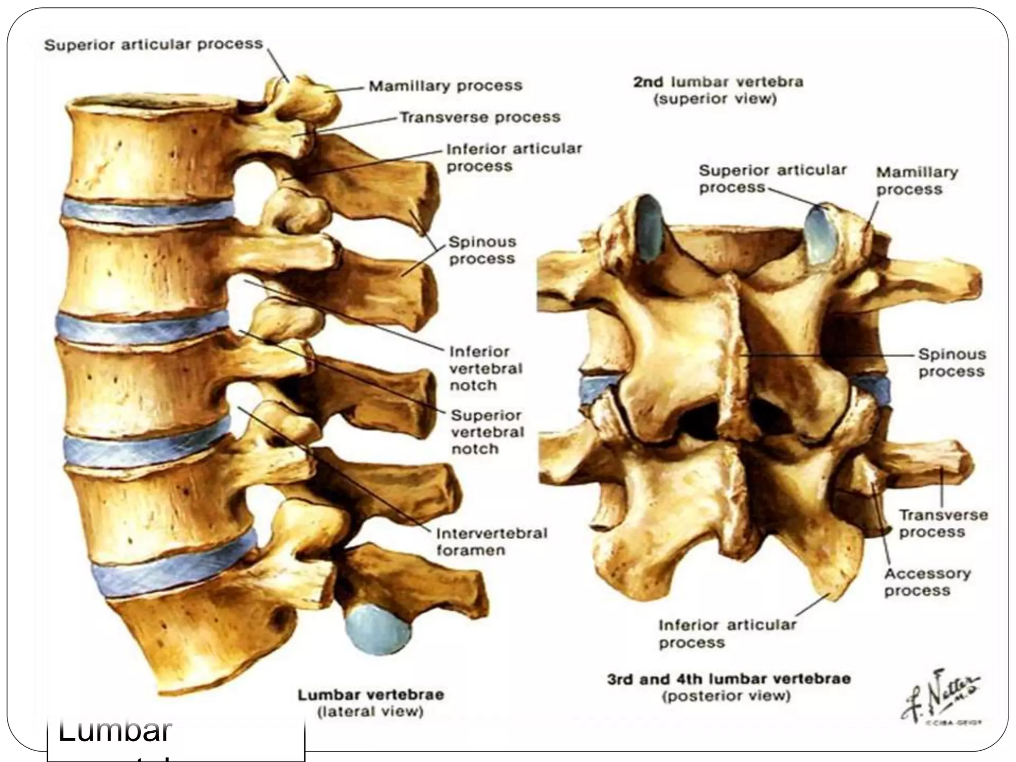 Anatomy and biomechanics of lumbar spine | PPTX