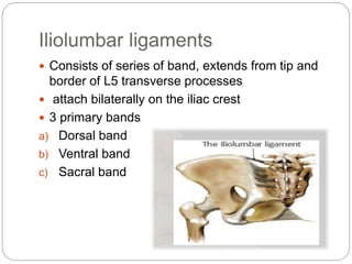 Anatomy and biomechanics of lumbar spine | PPTX | Death, Injury, or ...