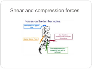 Anatomy and biomechanics of lumbar spine | PPTX