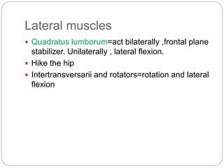 Anatomy and biomechanics of lumbar spine | PPTX