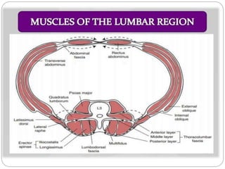 Anatomy and biomechanics of lumbar spine | PPTX