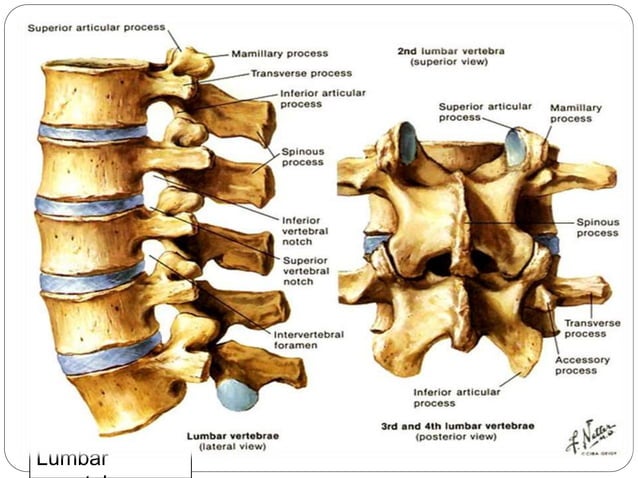 Anatomy and biomechanics of lumbar spine