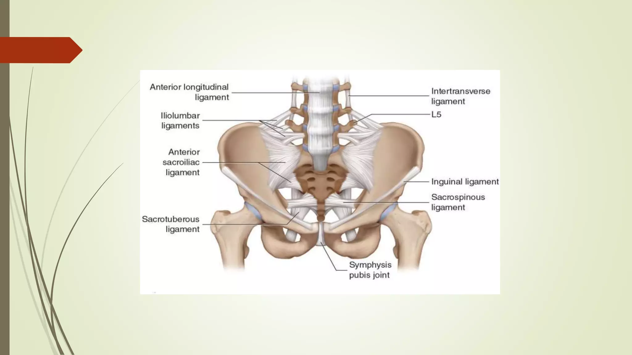 Biomechanics of Lumbar spine | PPTX