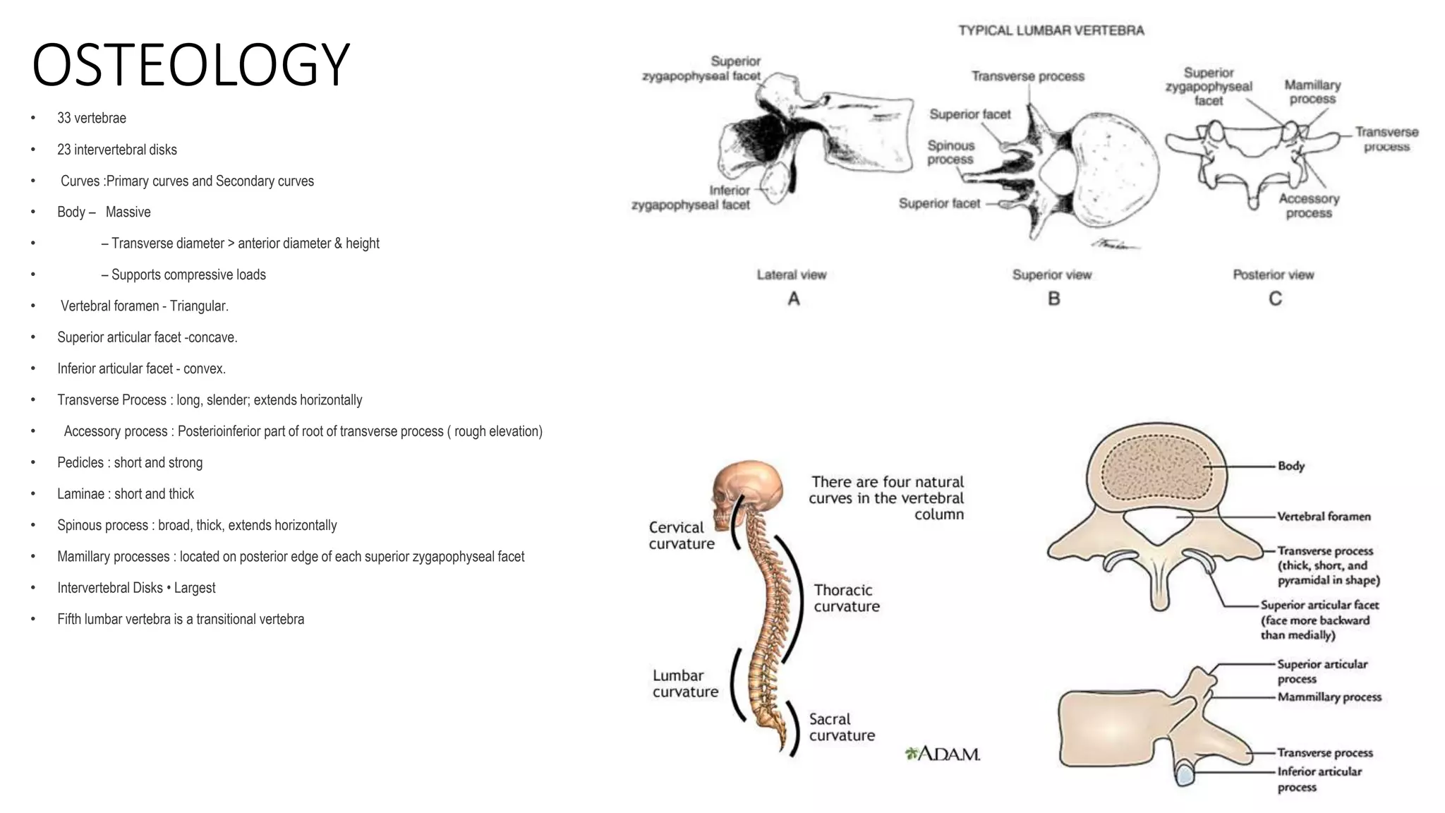 BIOMECHANICS OF LUMBAR SPINE | PPTX