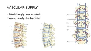BIOMECHANICS OF LUMBAR SPINE | PPTX
