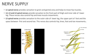 BIOMECHANICS OF LUMBAR SPINE | PPTX