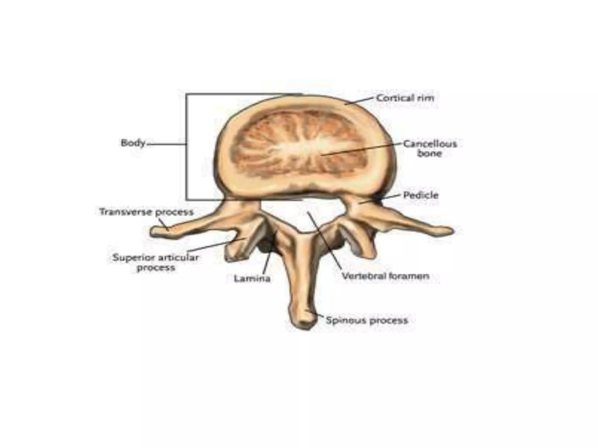 Introduction to Lumbar Spine Mobilisation - Maitland & Mulligan ...