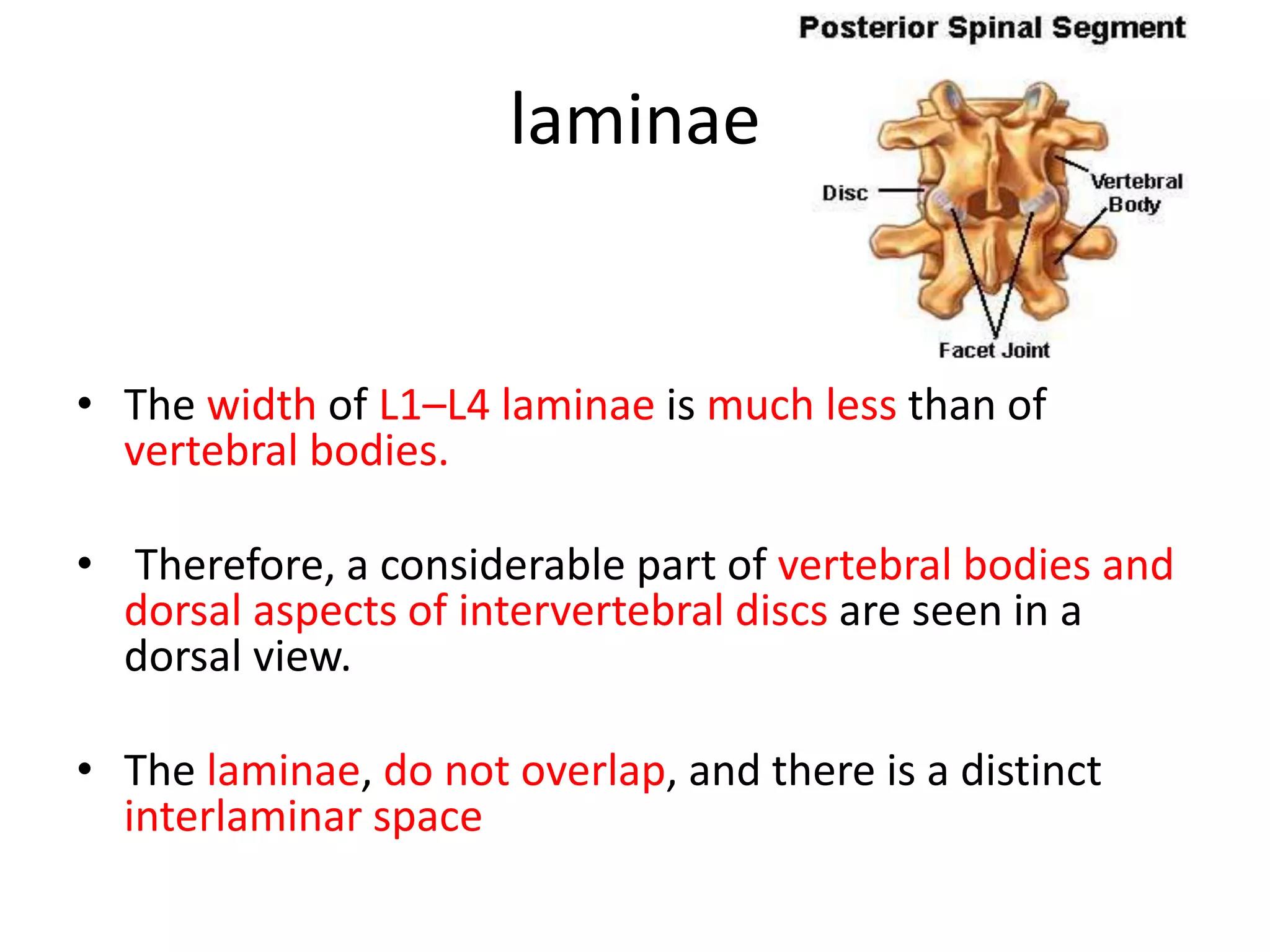 Lumbar spine sonoanatomy | PPTX