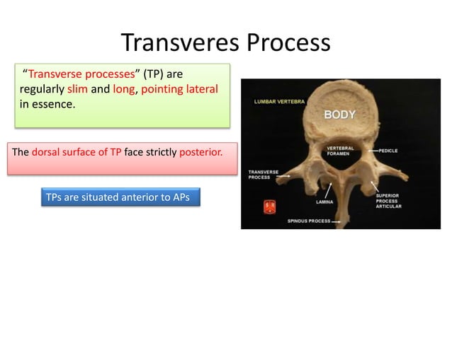 Lumbar spine sonoanatomy | PPTX