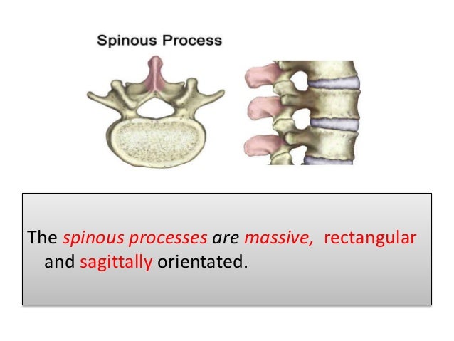 Lumbar spine sonoanatomy