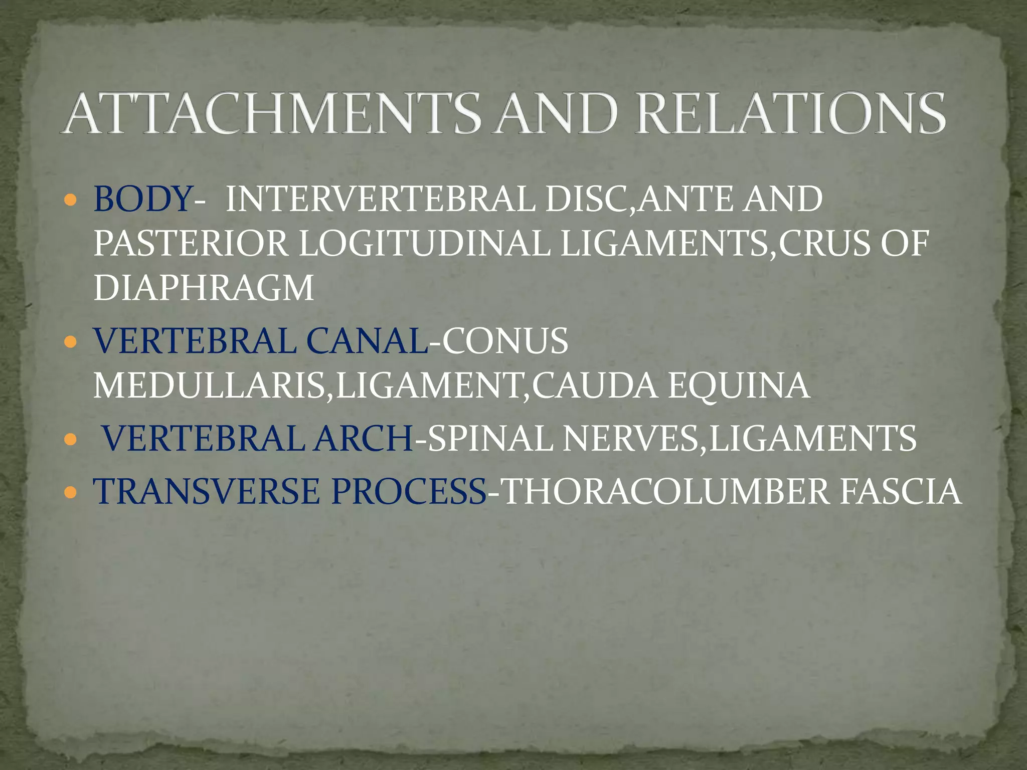 Lumbar vertebra | PPTX