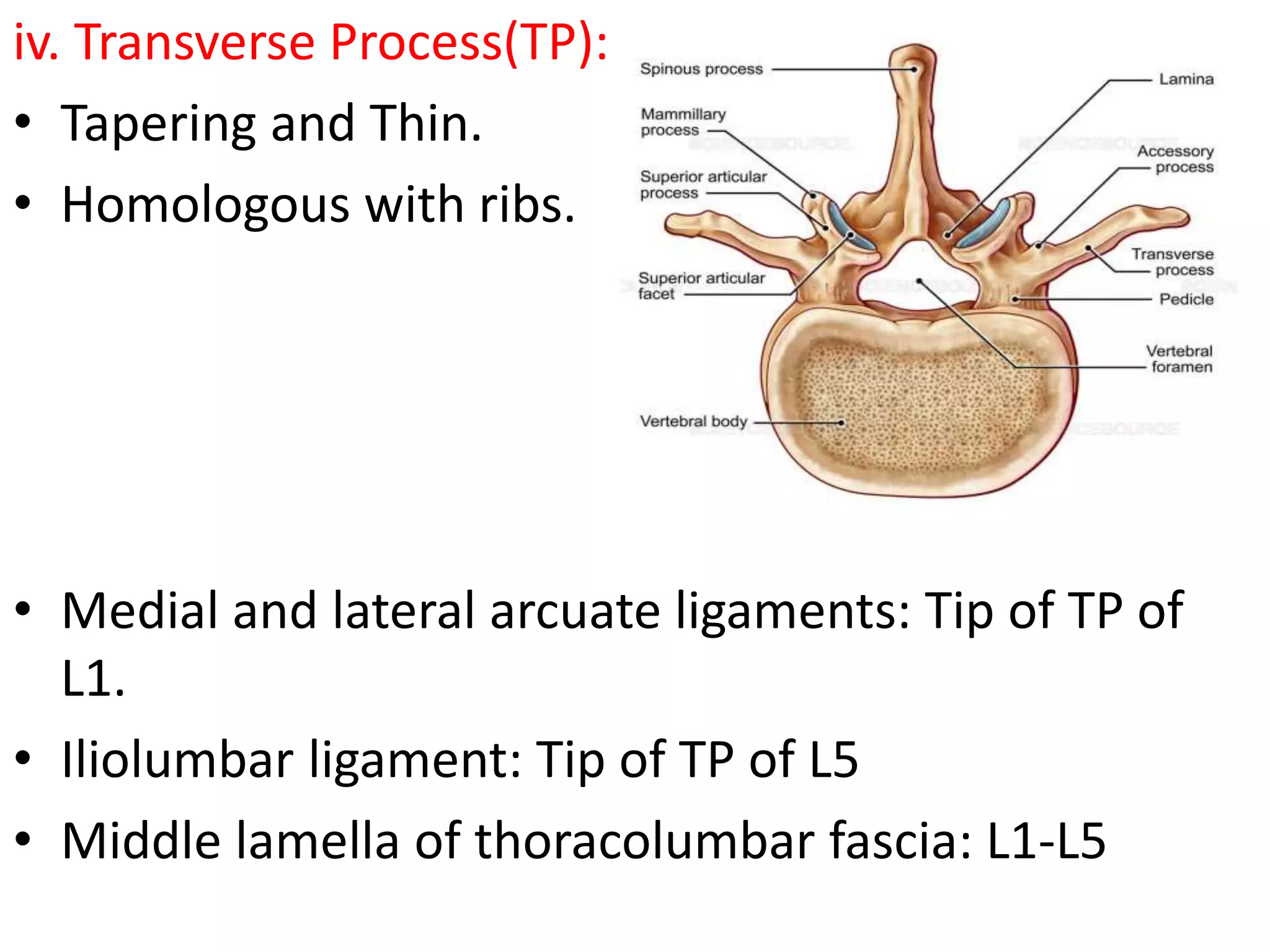 Lumbar vertebrae | PPTX