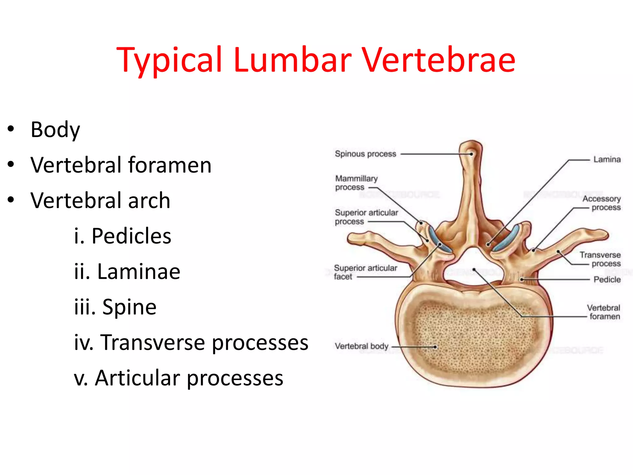 Lumbar vertebrae | PPTX