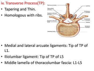 Lumbar vertebrae | PPTX