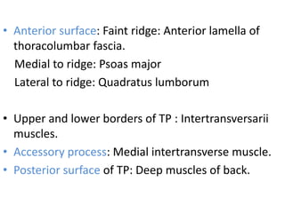 Lumbar vertebrae | PPTX
