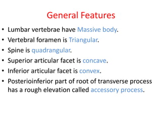 Lumbar vertebrae | PPTX