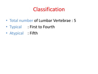 Lumbar vertebrae | PPTX