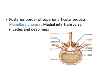 Lumbar Vertebrae Accessory Process