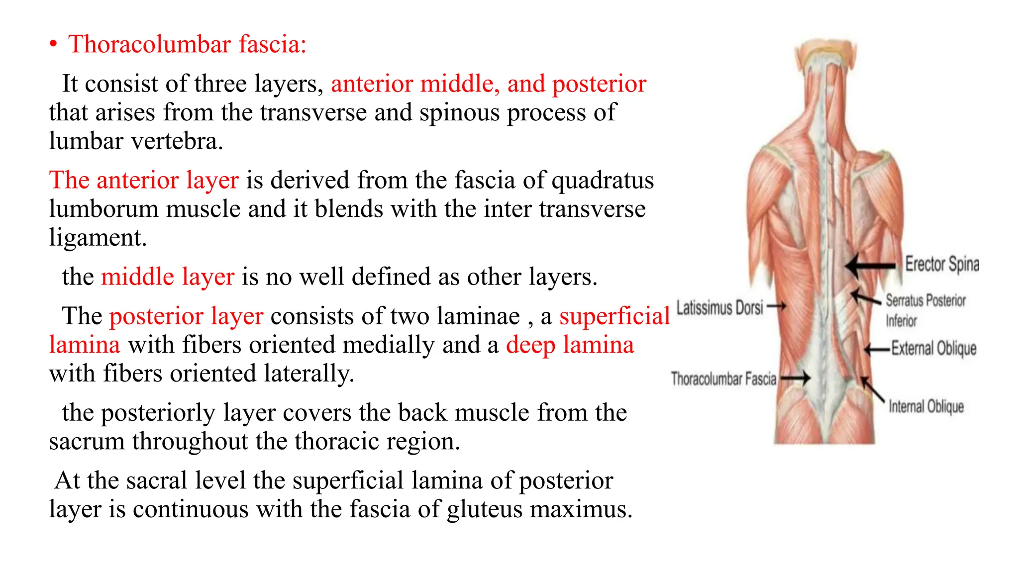 Qwertyuioplkjhgfdsazxcvbnmmnbvcxzasdfghj | PPTX