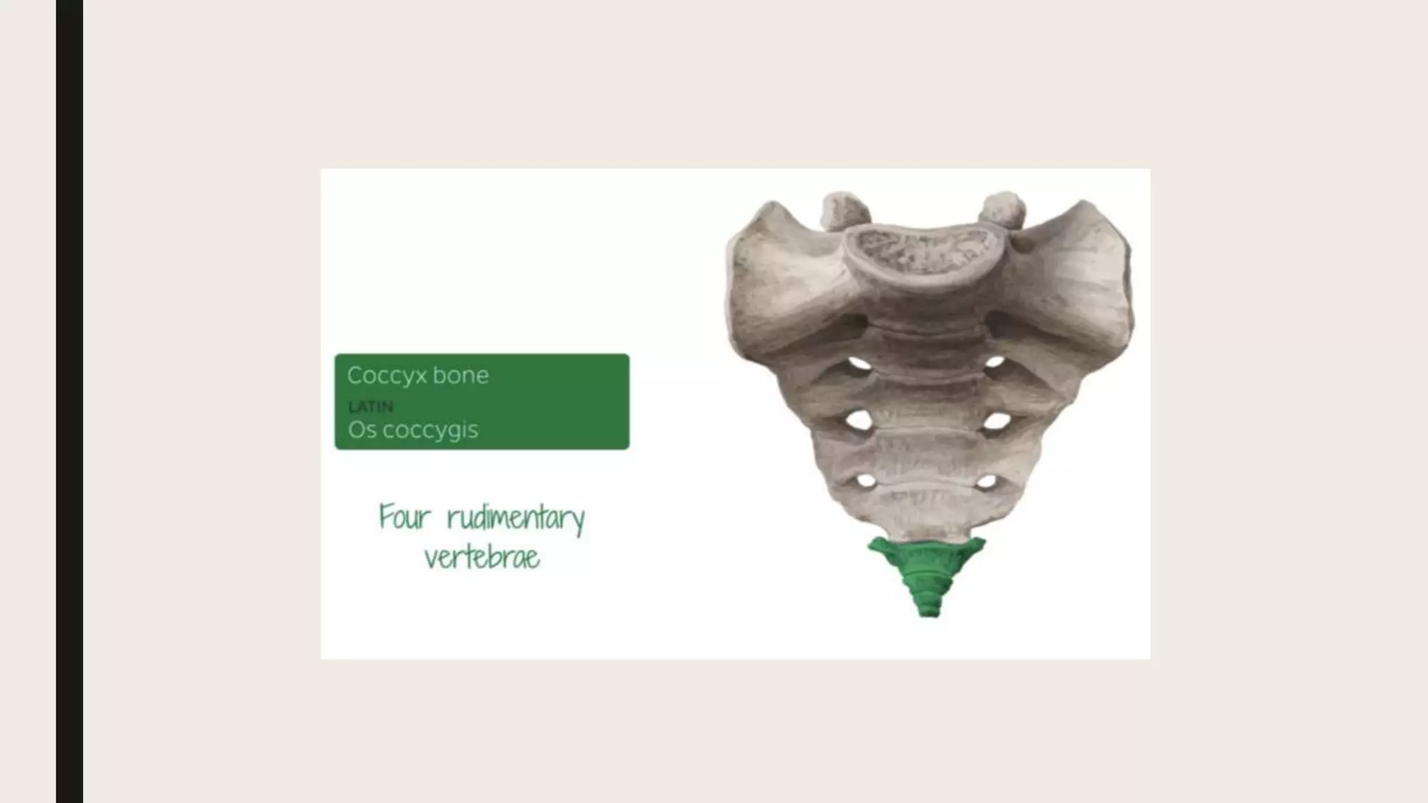 Lumbo sacral,coccyx sacrum anatomy and positioning | PPTX