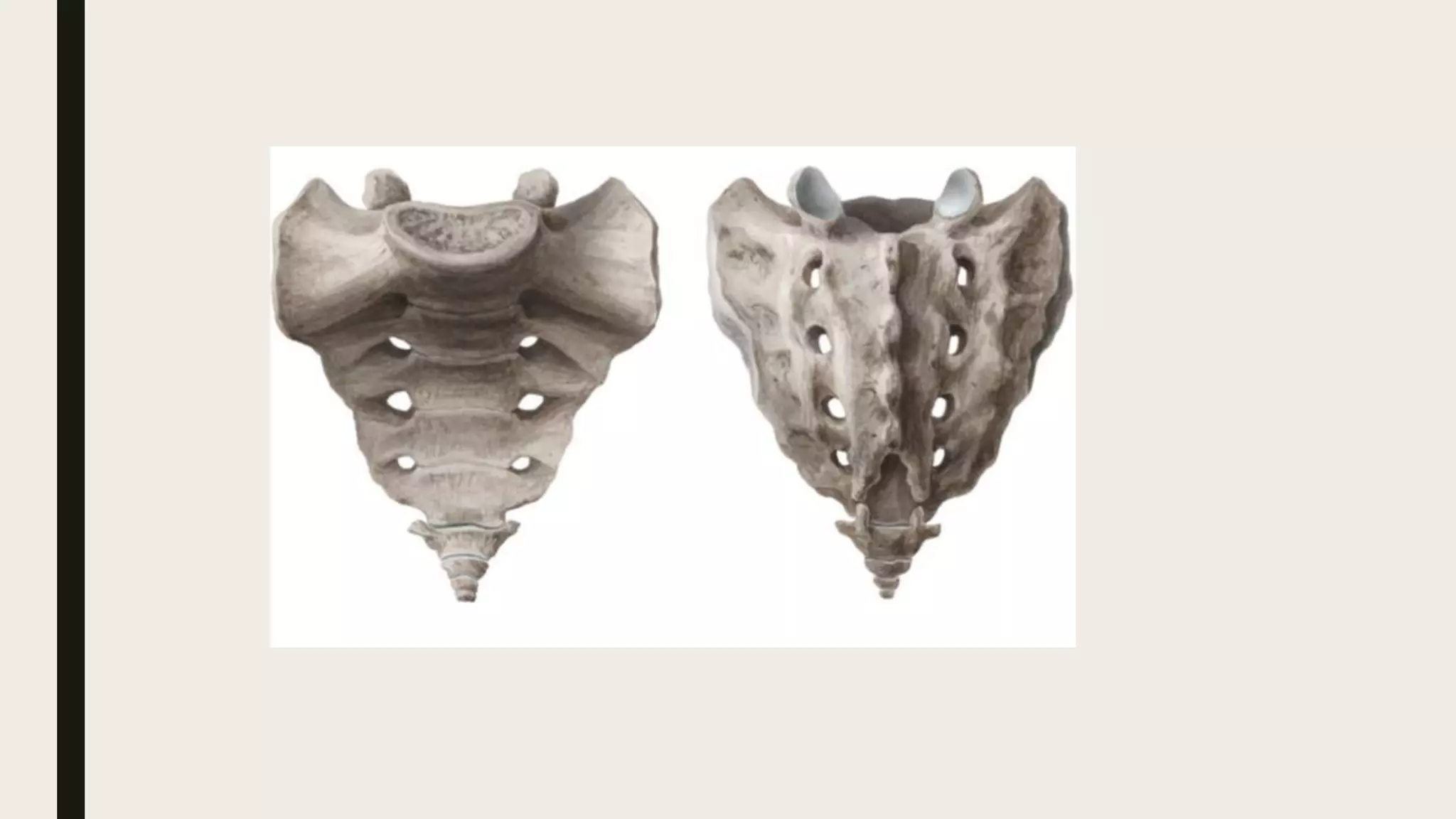 Lumbo sacral,coccyx sacrum anatomy and positioning | PPTX