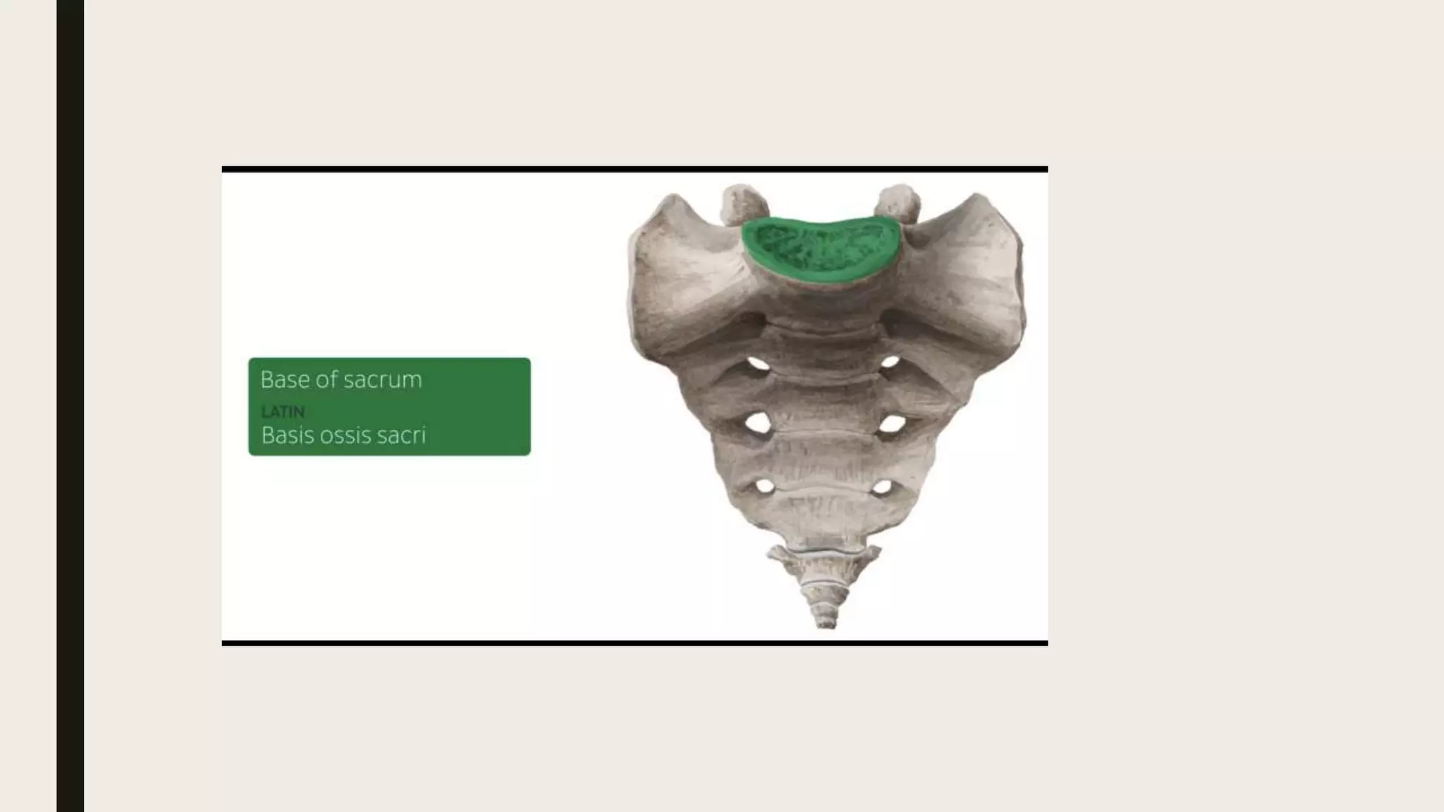 Lumbo sacral,coccyx sacrum anatomy and positioning | PPTX