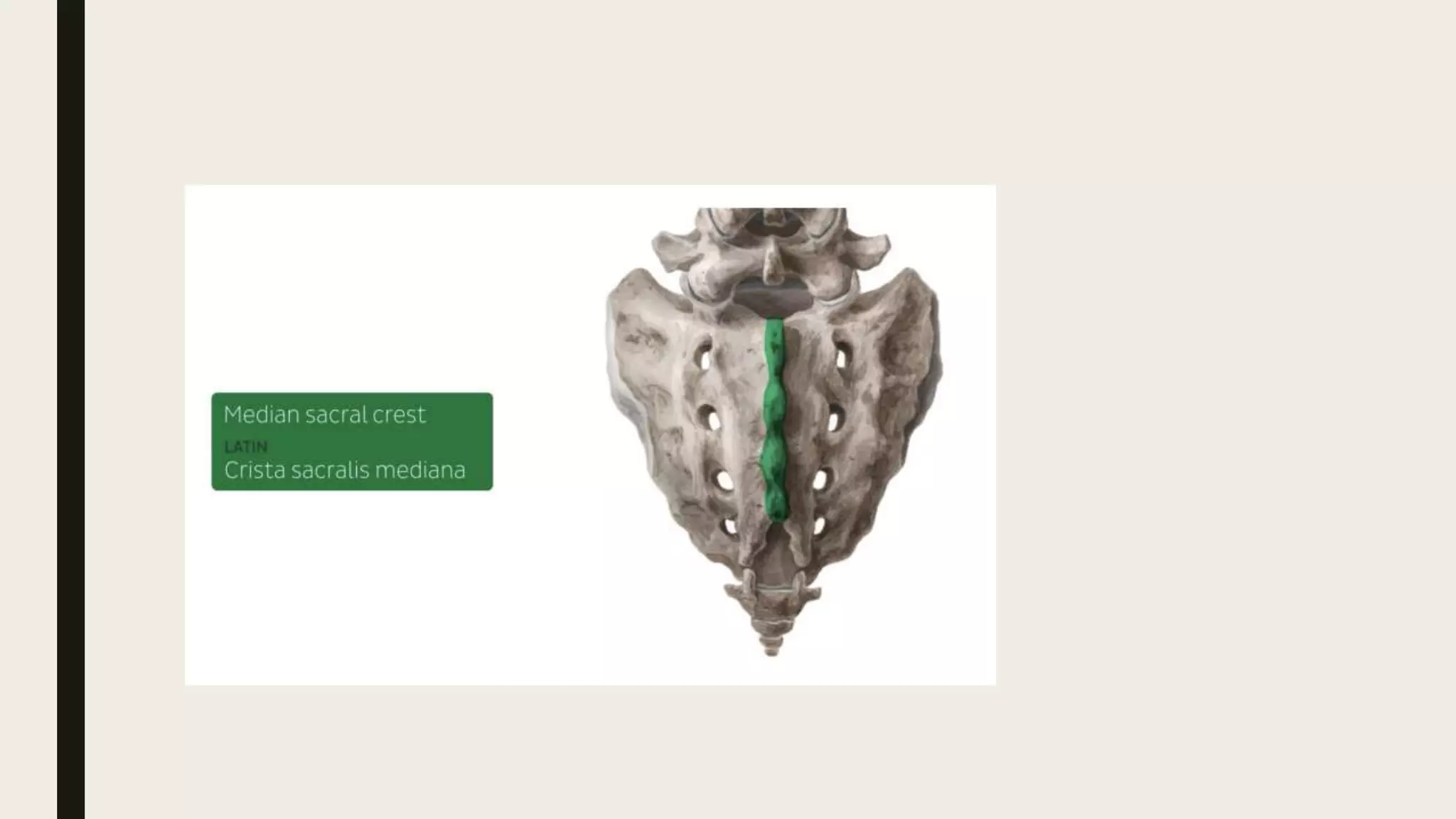 Lumbo sacral,coccyx sacrum anatomy and positioning | PPTX