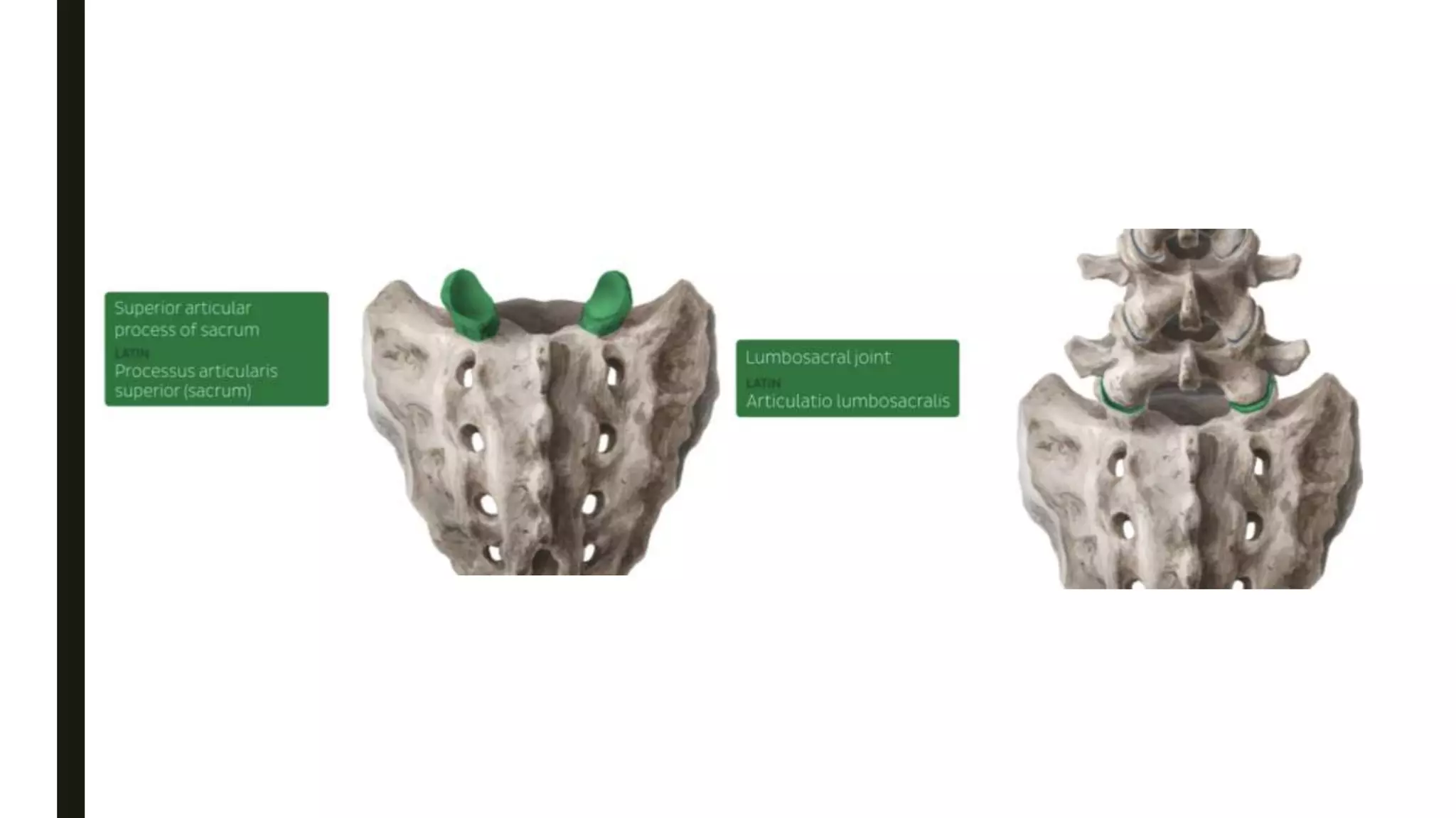 Lumbo sacral,coccyx sacrum anatomy and positioning | PPTX