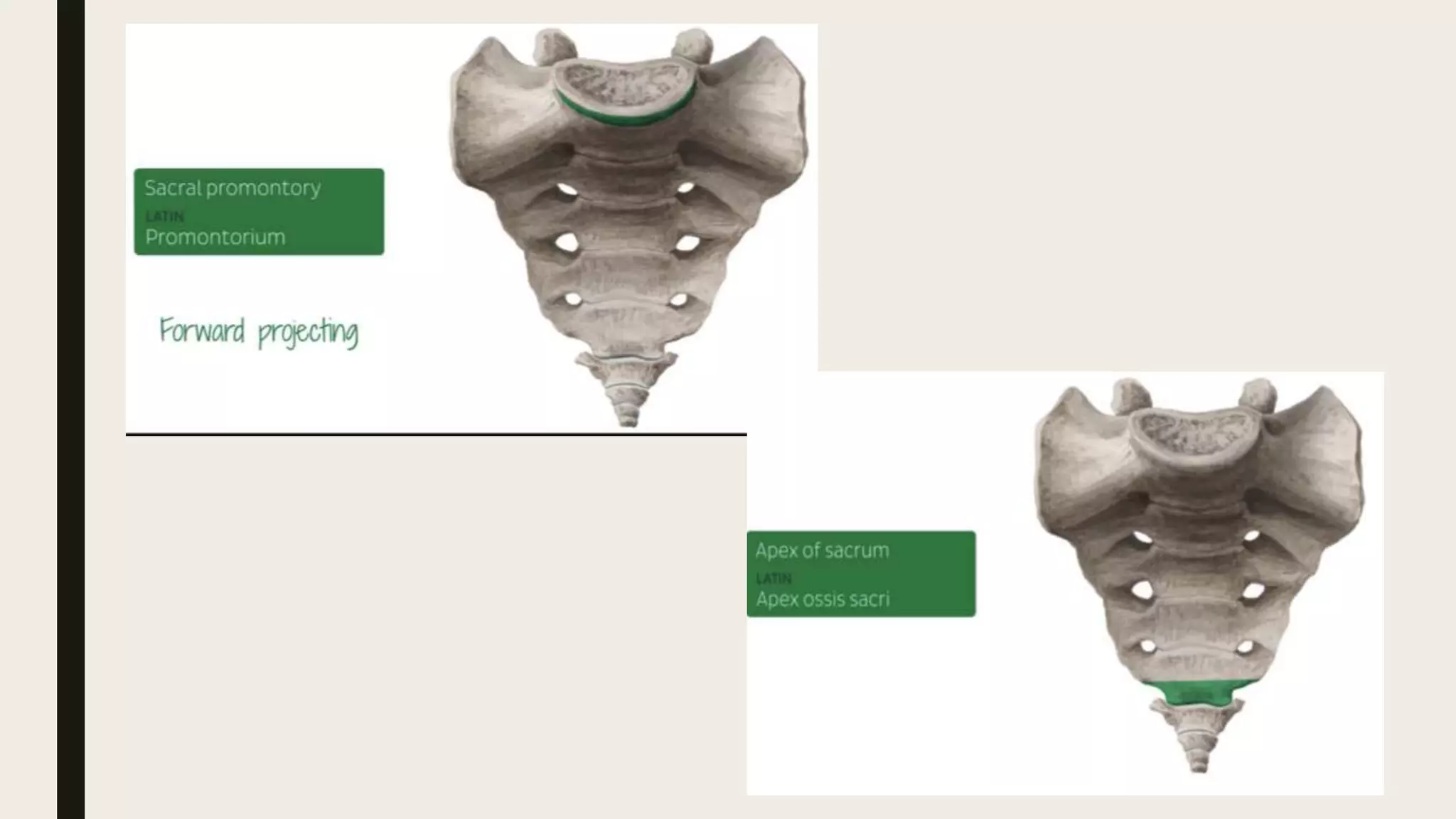 Lumbo sacral,coccyx sacrum anatomy and positioning | PPTX
