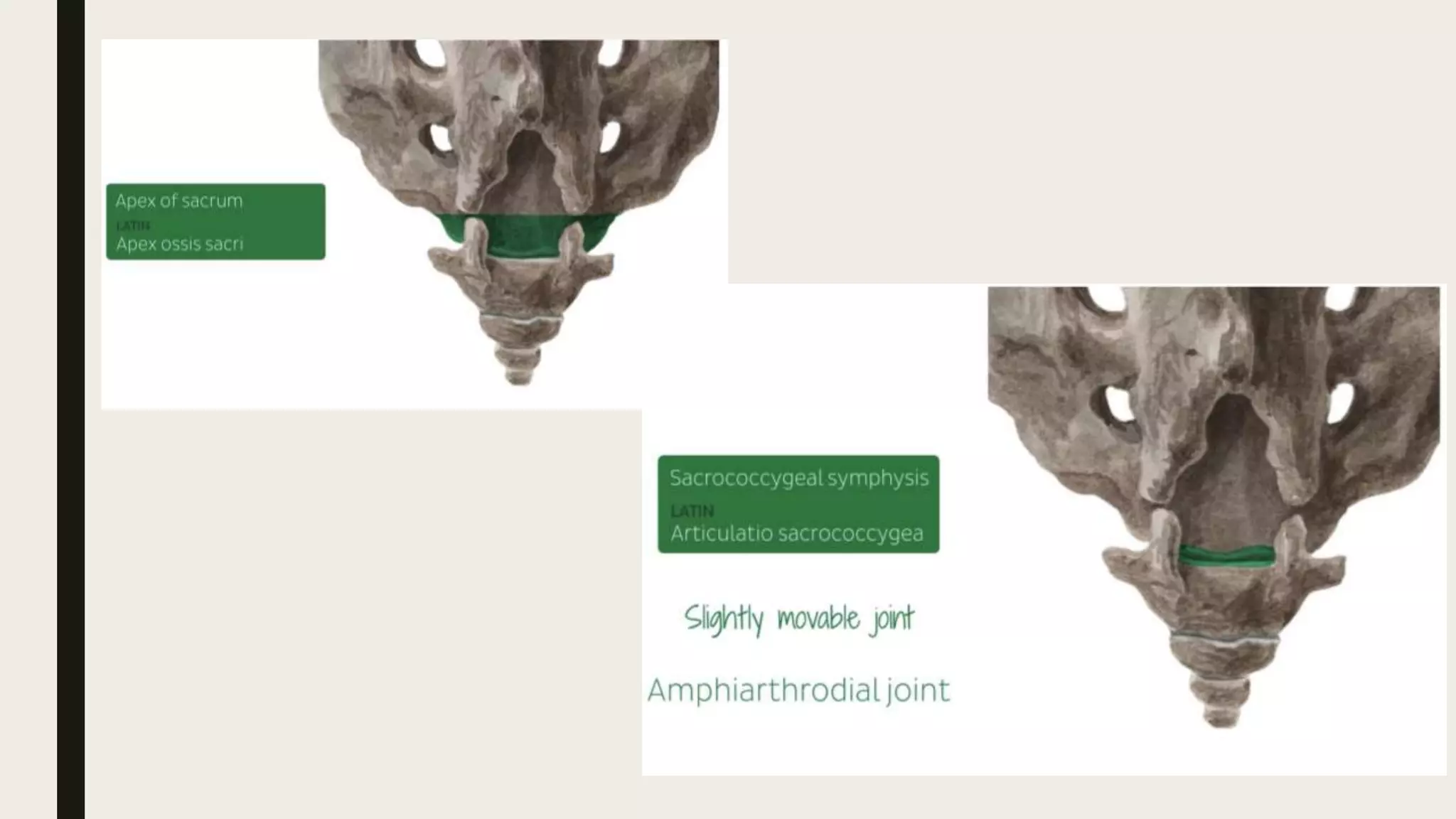 Lumbo sacral,coccyx sacrum anatomy and positioning | PPTX