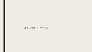 Lumbo sacral,coccyx sacrum anatomy and positioning | PPTX