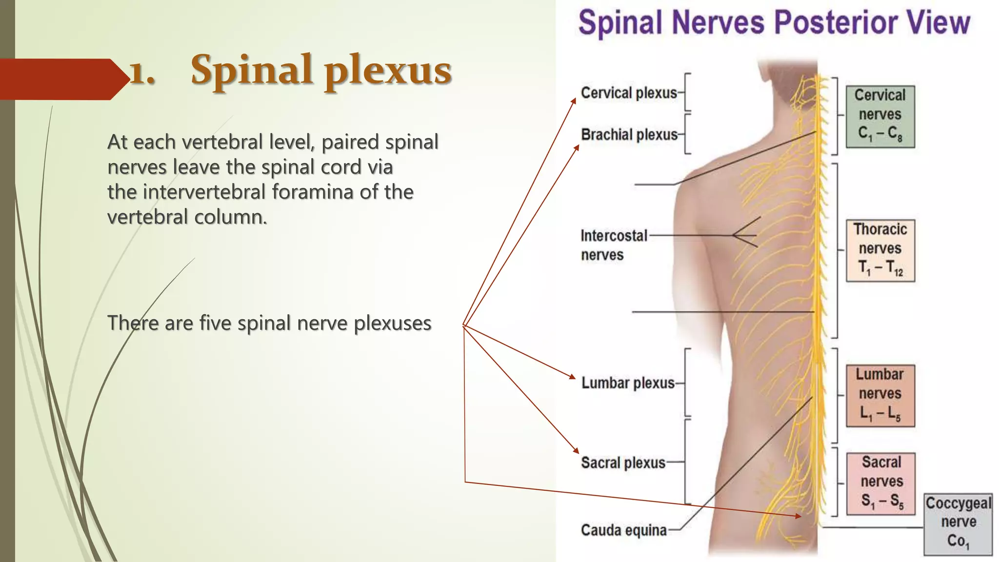 Lumbosacral (lumbar & sacral) plexus | PPTX