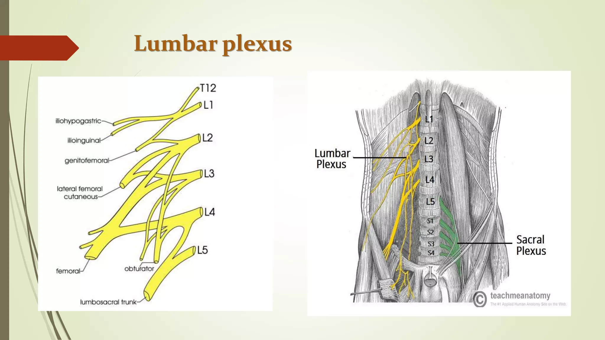 Lumbosacral (lumbar & sacral) plexus | PPTX