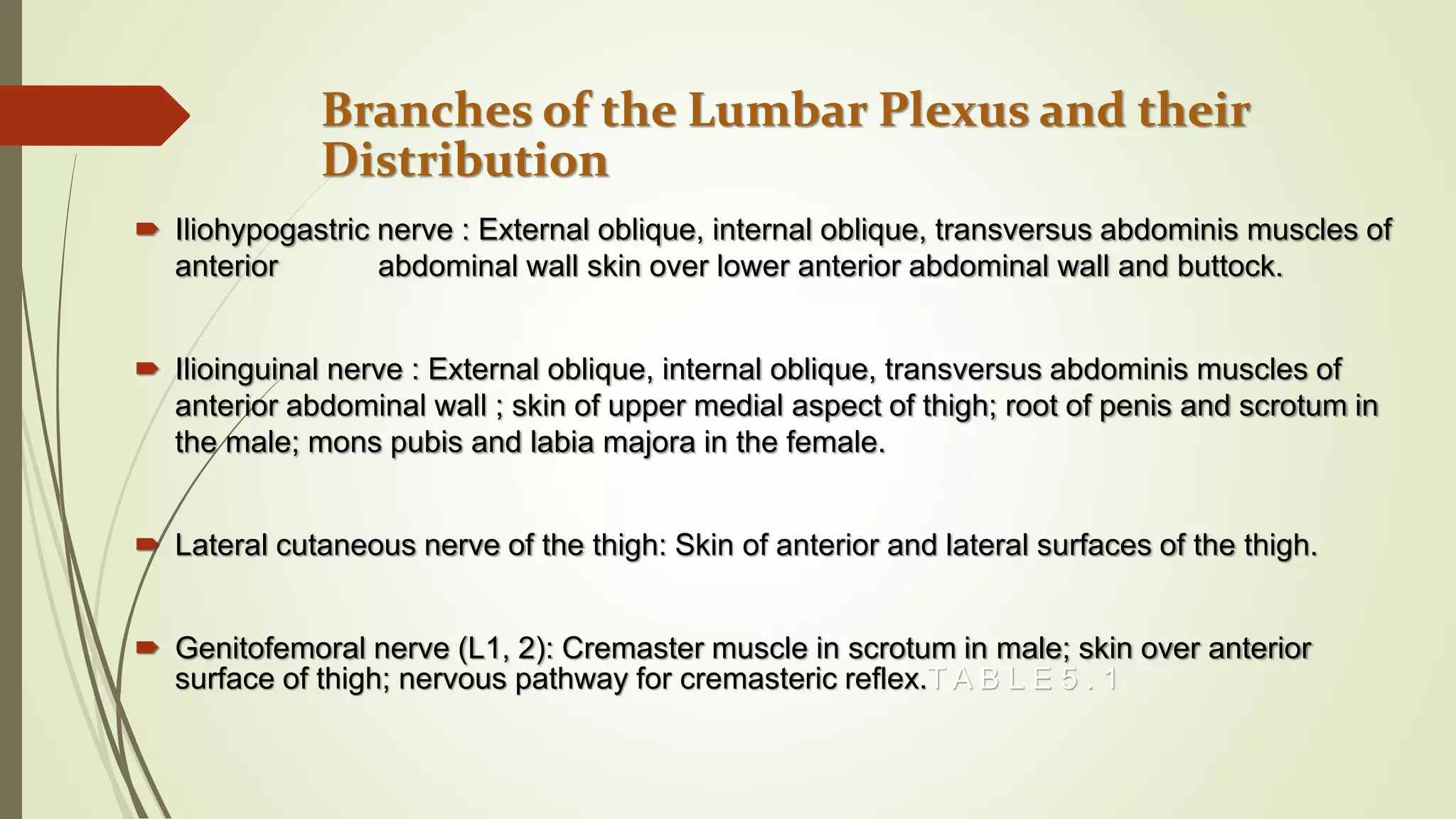 Lumbosacral (lumbar & sacral) plexus | PPTX