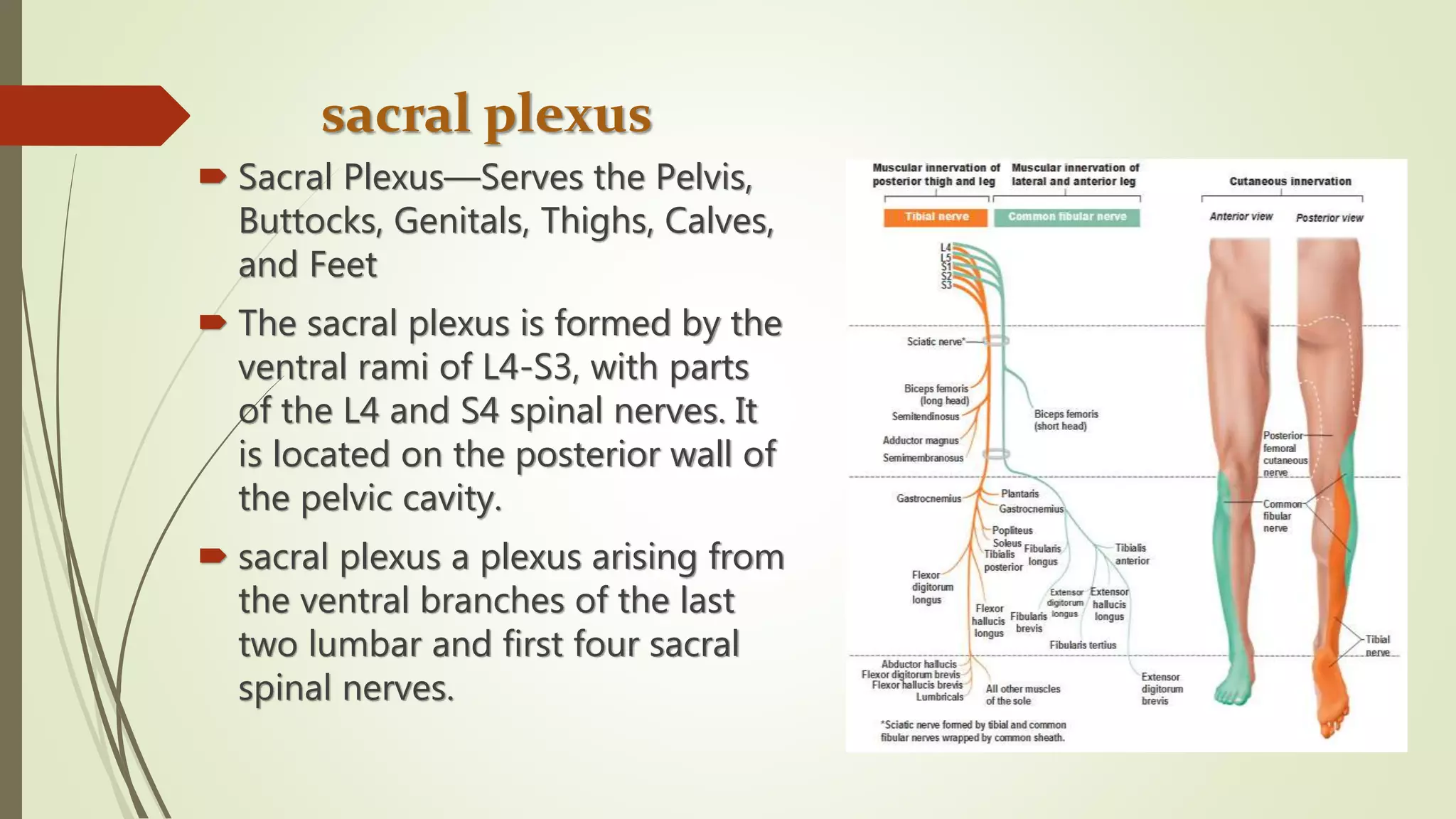 Lumbosacral (lumbar & sacral) plexus | PPTX