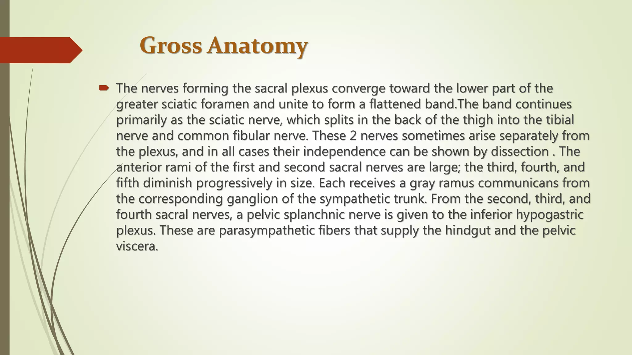 Lumbosacral (lumbar & sacral) plexus | PPTX