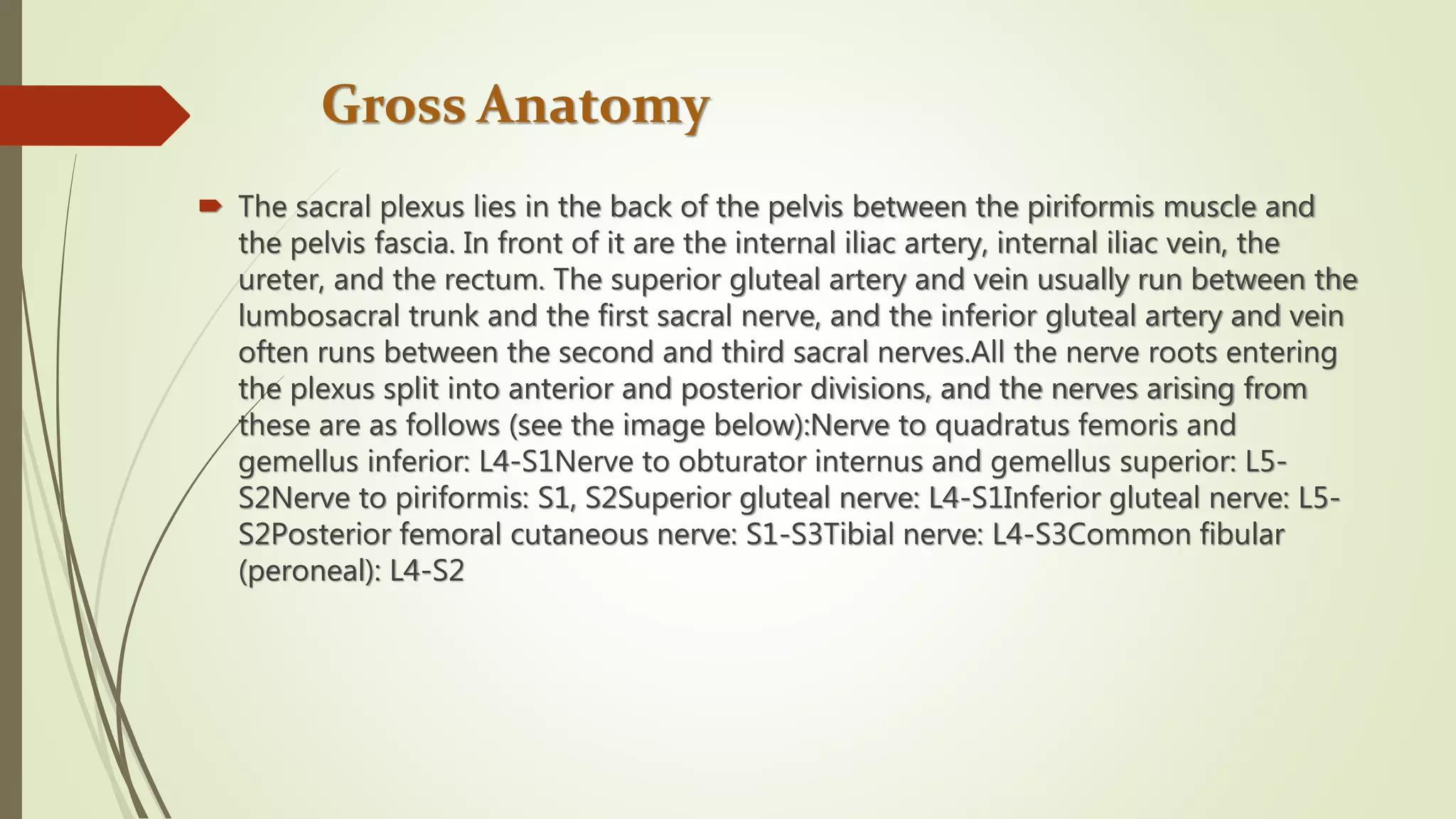 Lumbosacral (lumbar & sacral) plexus | PPTX