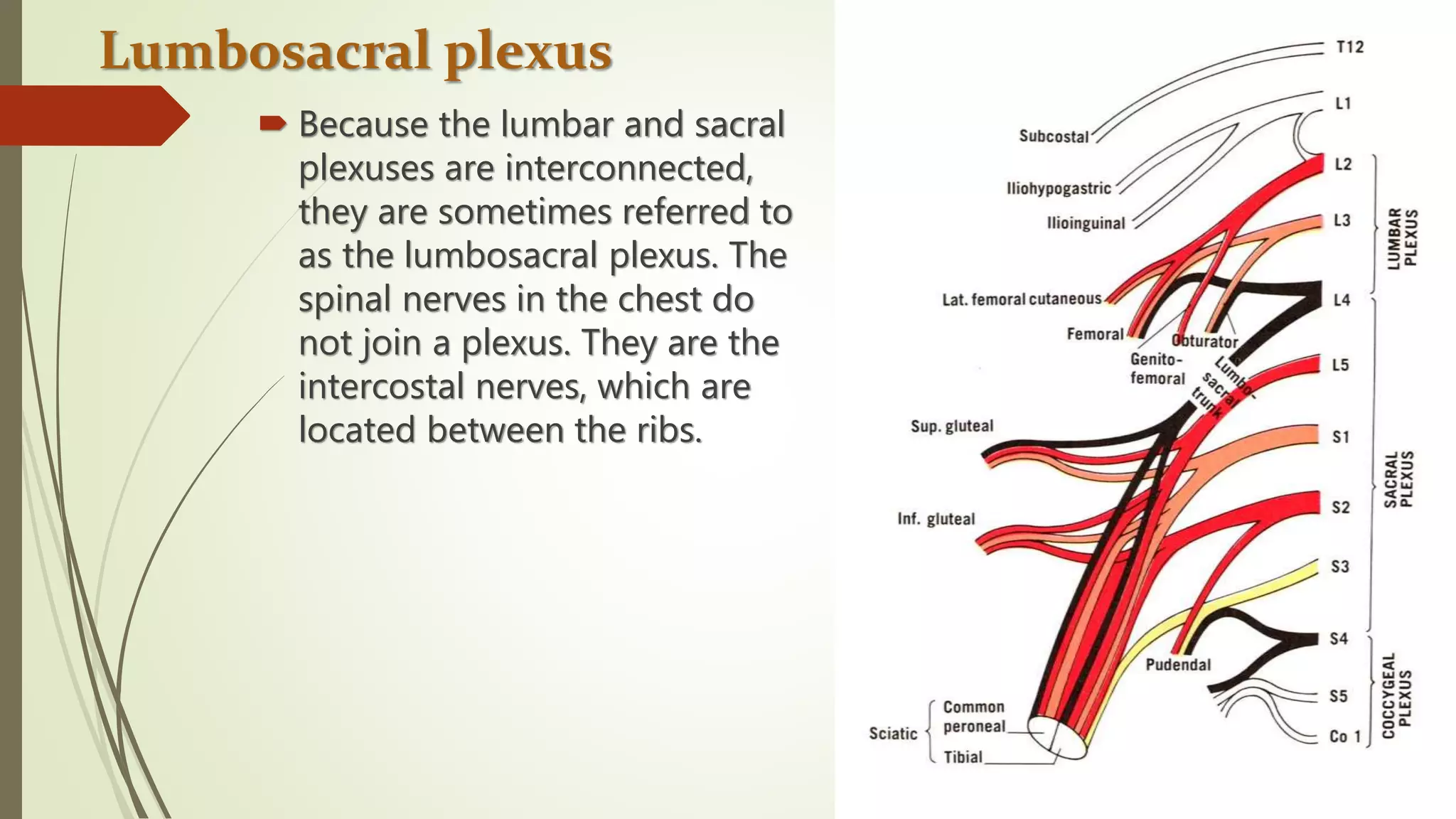 Lumbosacral (lumbar & sacral) plexus | PPTX
